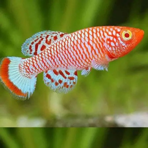 Albino Rachovi killifish - Killies - Fish
