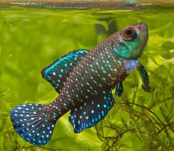 Black Pearl Killifish - Killies